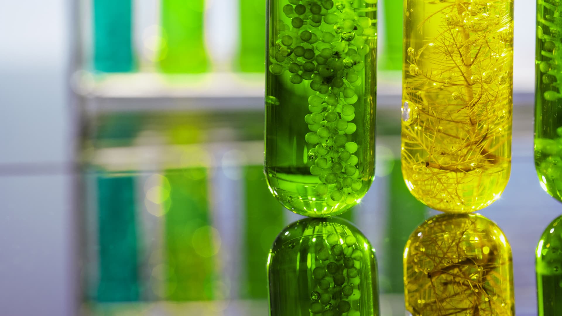 High-Performance, Plant-Based Formulations | Itaconix
